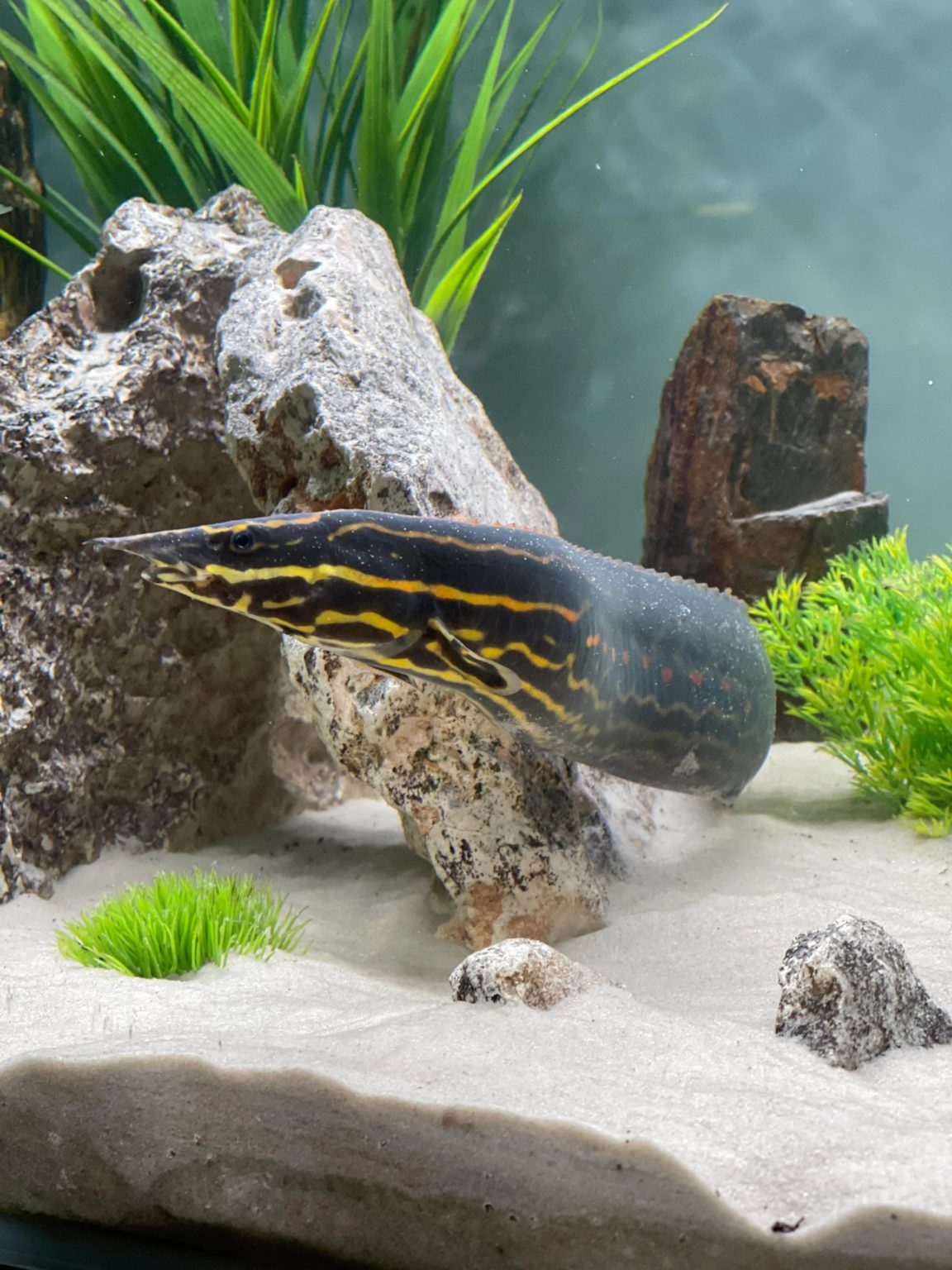 Fire Eel : Natural Care Guide, Breeding, Tank Size and Disease