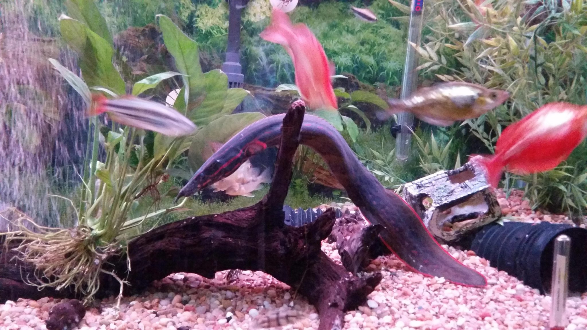 Fire Eel : Natural Care Guide, Breeding, Tank Size and Disease
