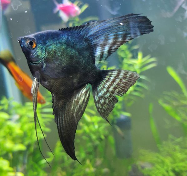Angel Fish - The Aquarium Guide