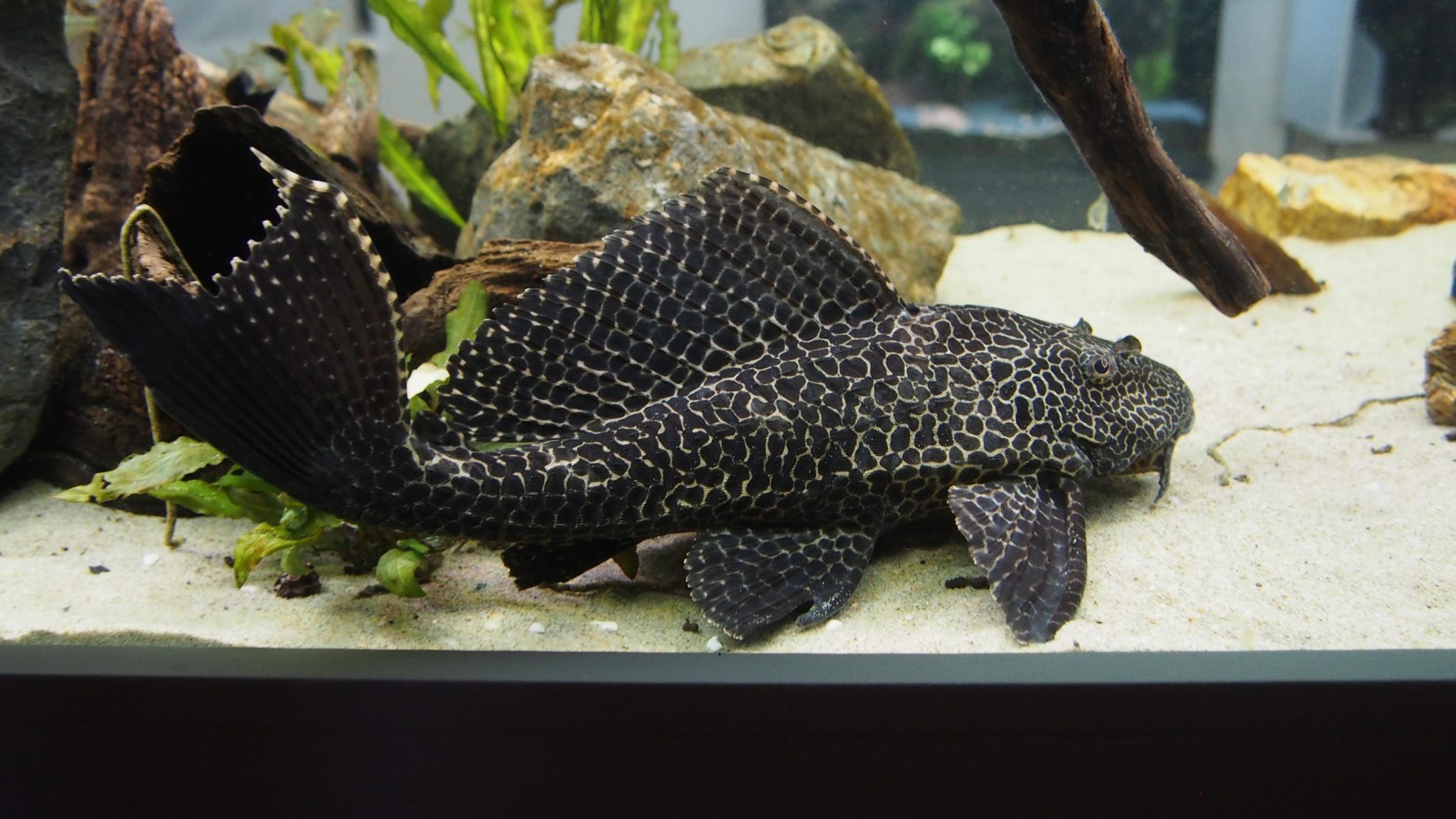 Hypostomus Plecostomus: Care Guide, Breeding & Tank Size