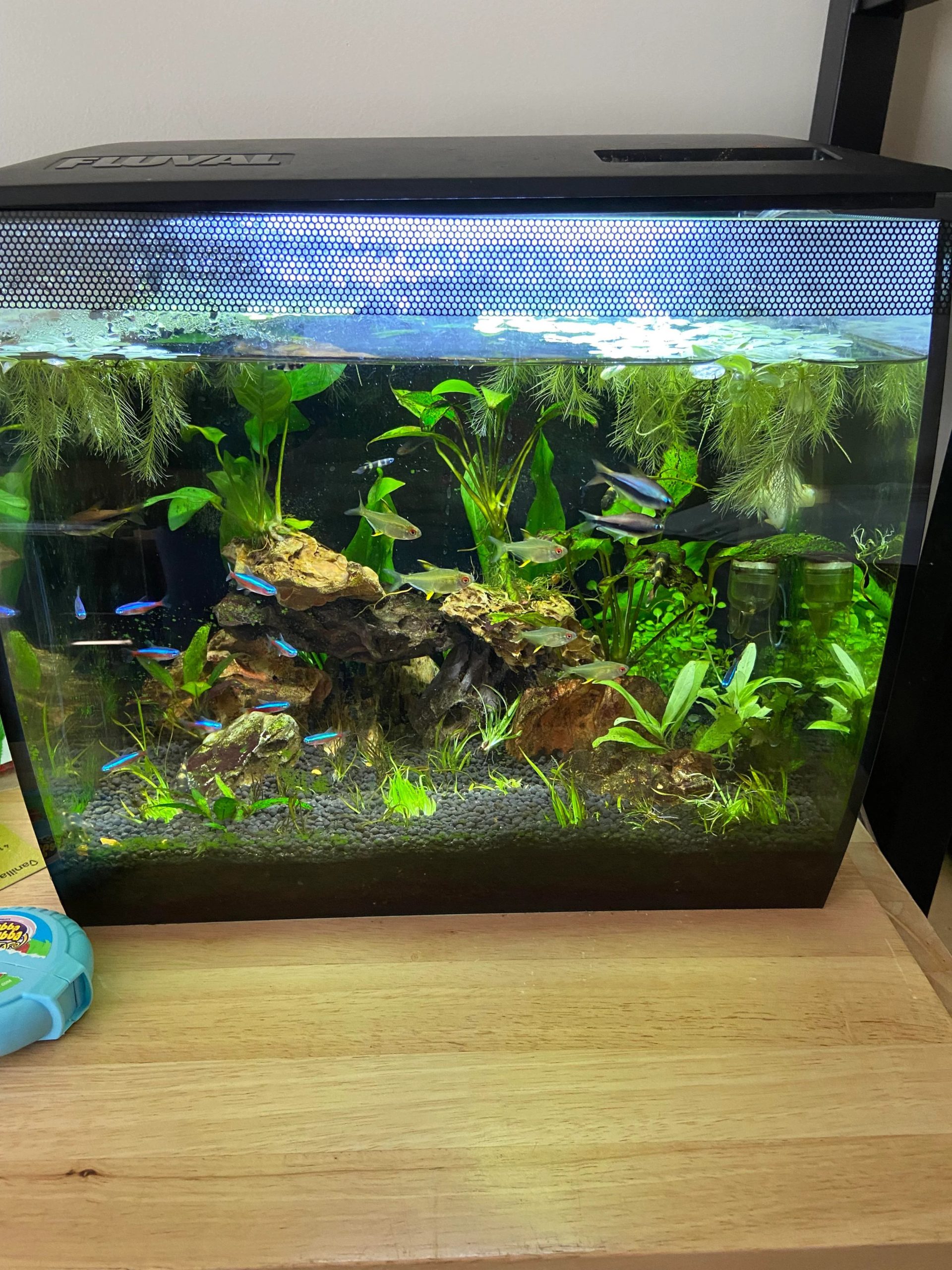 Killifish 101: Care Guide, Breeding, Tank Size, and Disease