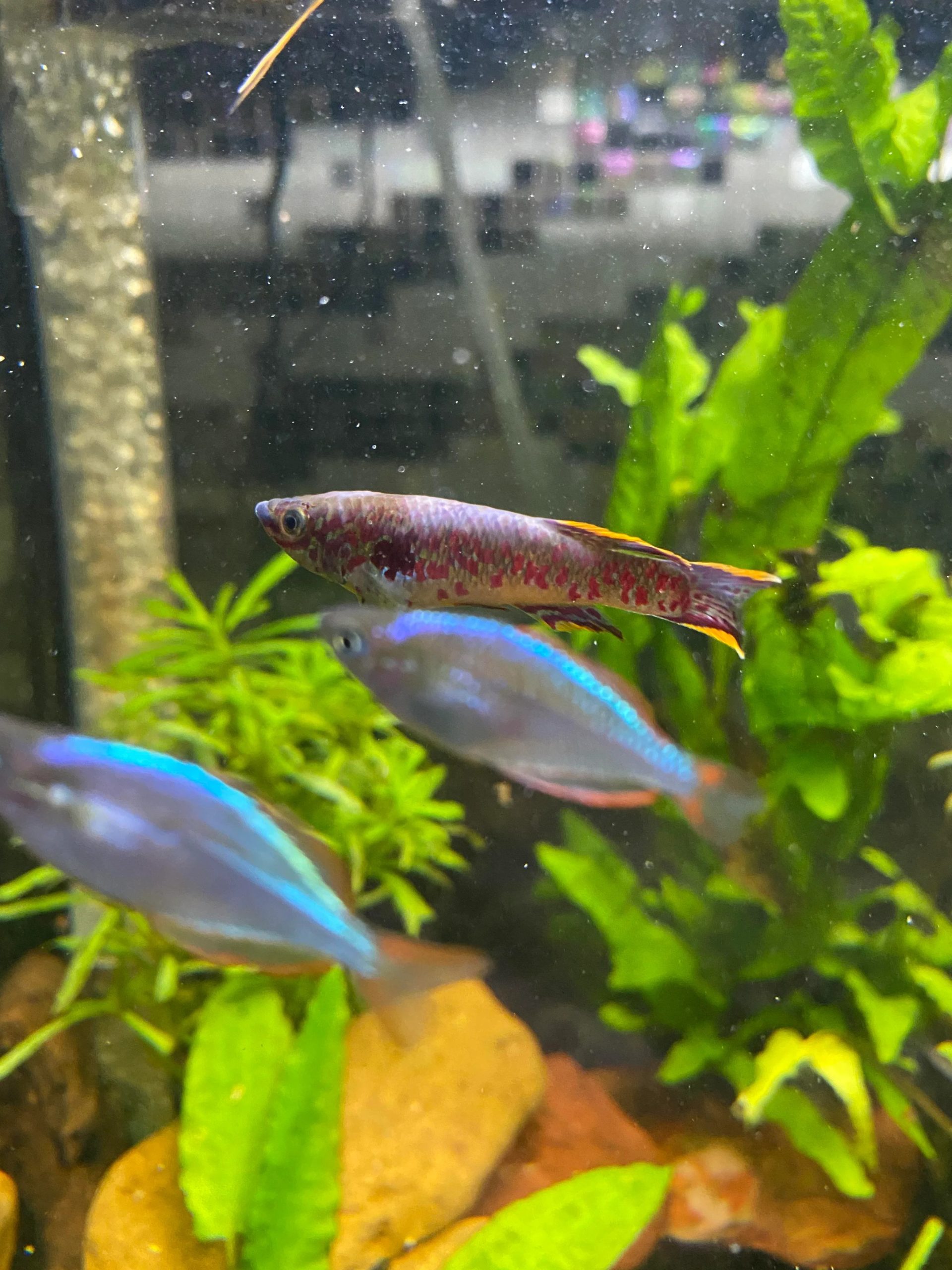 Killifish 101: Care Guide, Breeding, Tank Size, and Disease