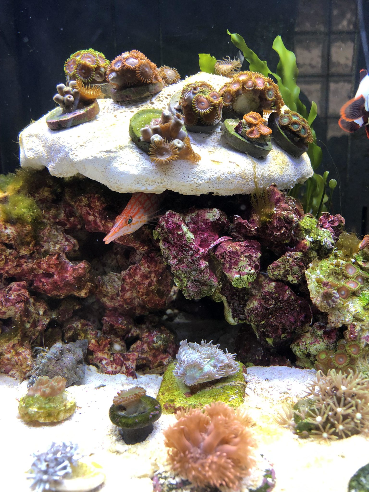 Longnose Hawkfish : Care Guide, Breeding, Tank Size & Disease