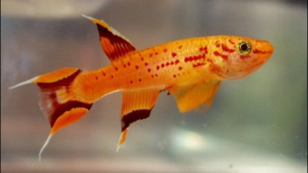 Killifish 101: Care Guide, Breeding, Tank Size, and Disease