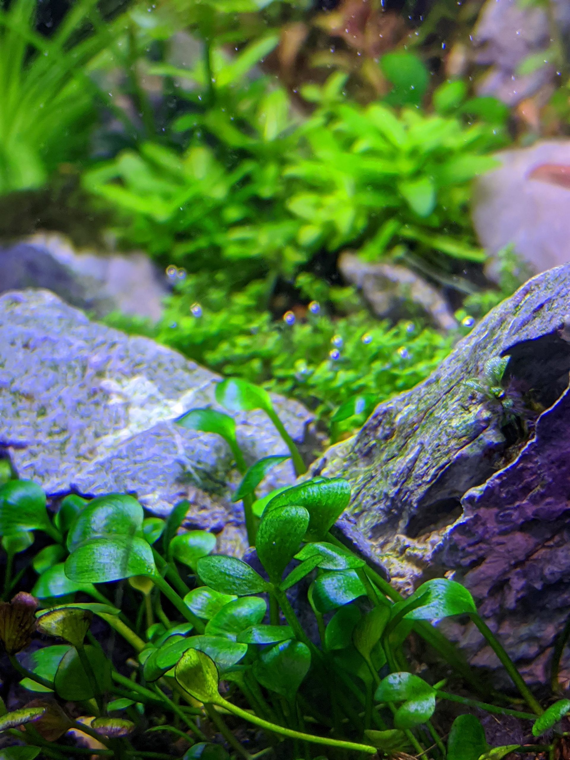 Marsilea Hirsuta Care Guide - Carpet, Floating, Propagation - The ...