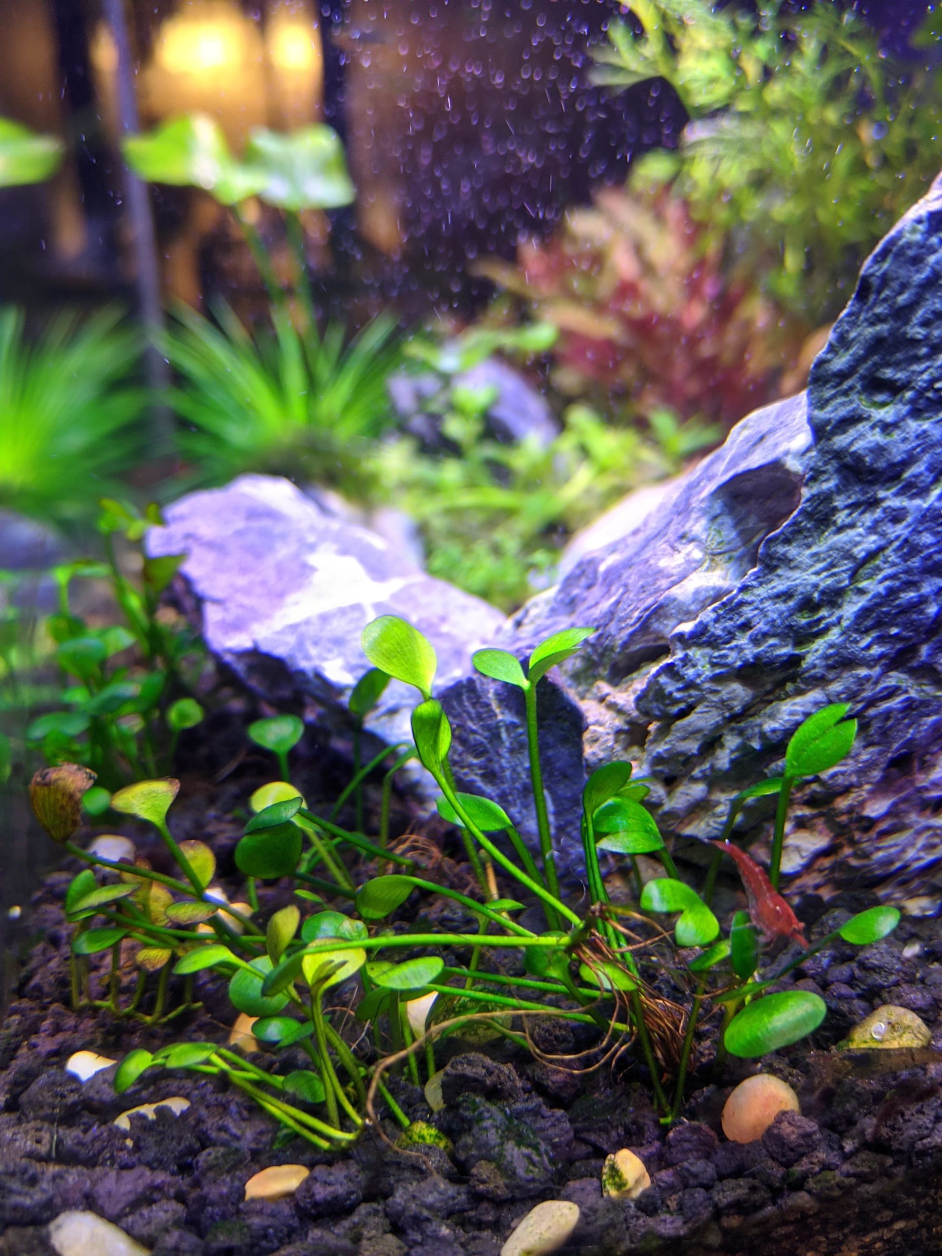 Marsilea Hirsuta Care Guide - Carpet, Floating, Propagation - The ...