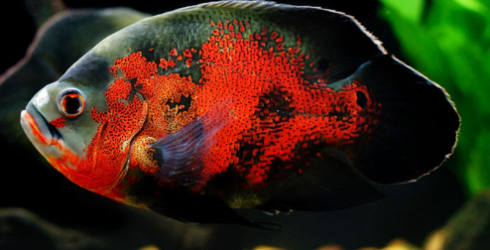 Electric Blue Acara: Care Guide, Breeding, Tank Size & Disease