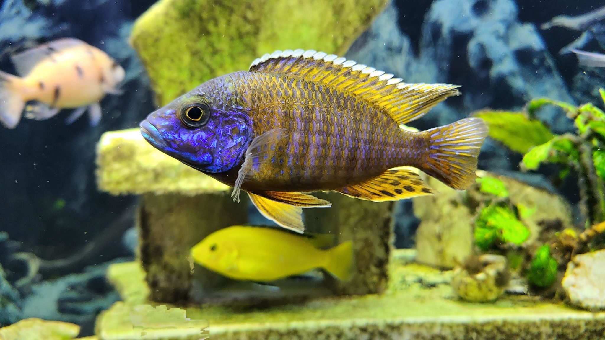 Peacock Cichlids Care and Breeding Guide - The Aquarium Guide