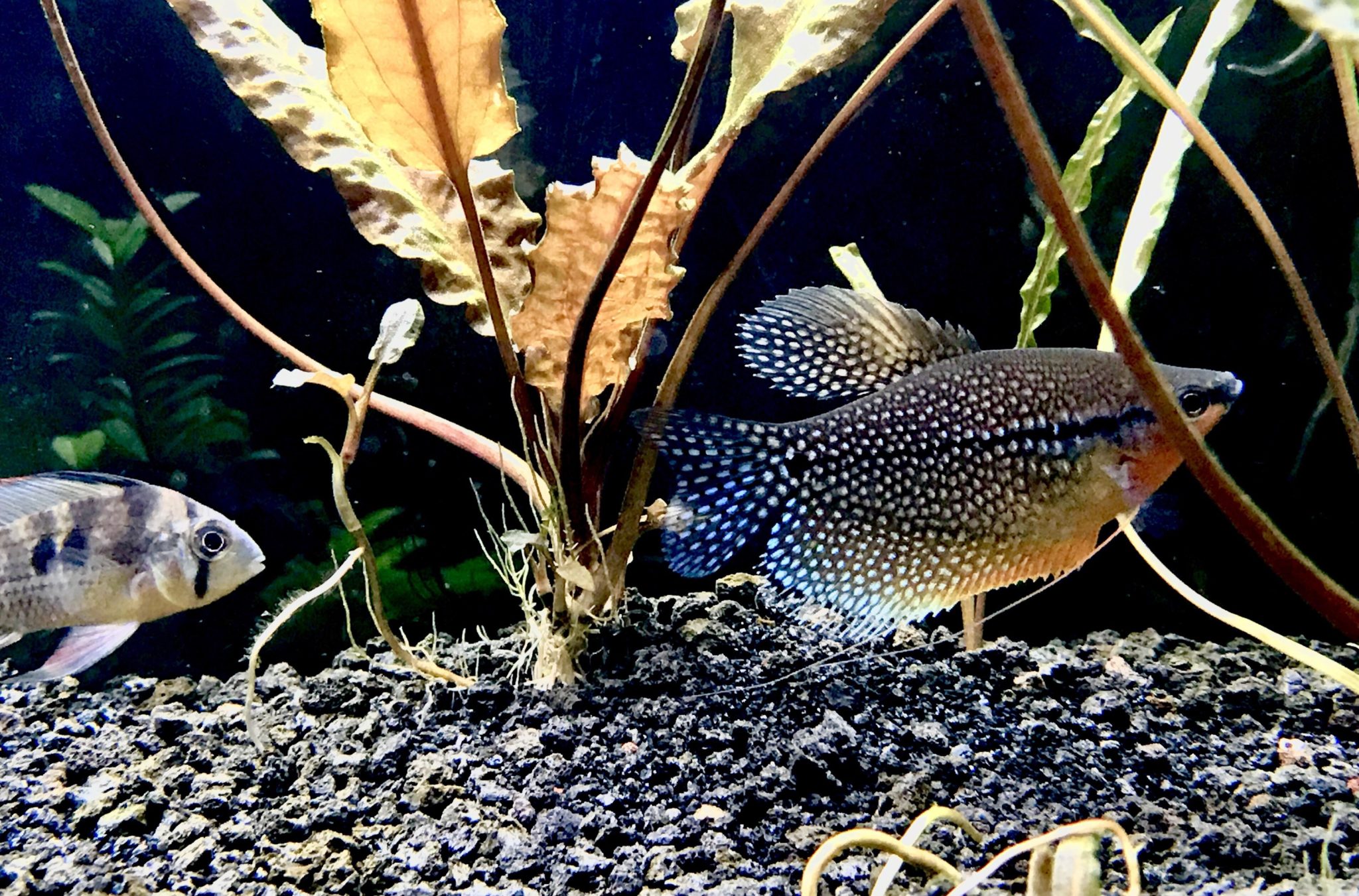 Pearl Gourami: Care Guide, Breeding, Tank Size, & Diseases