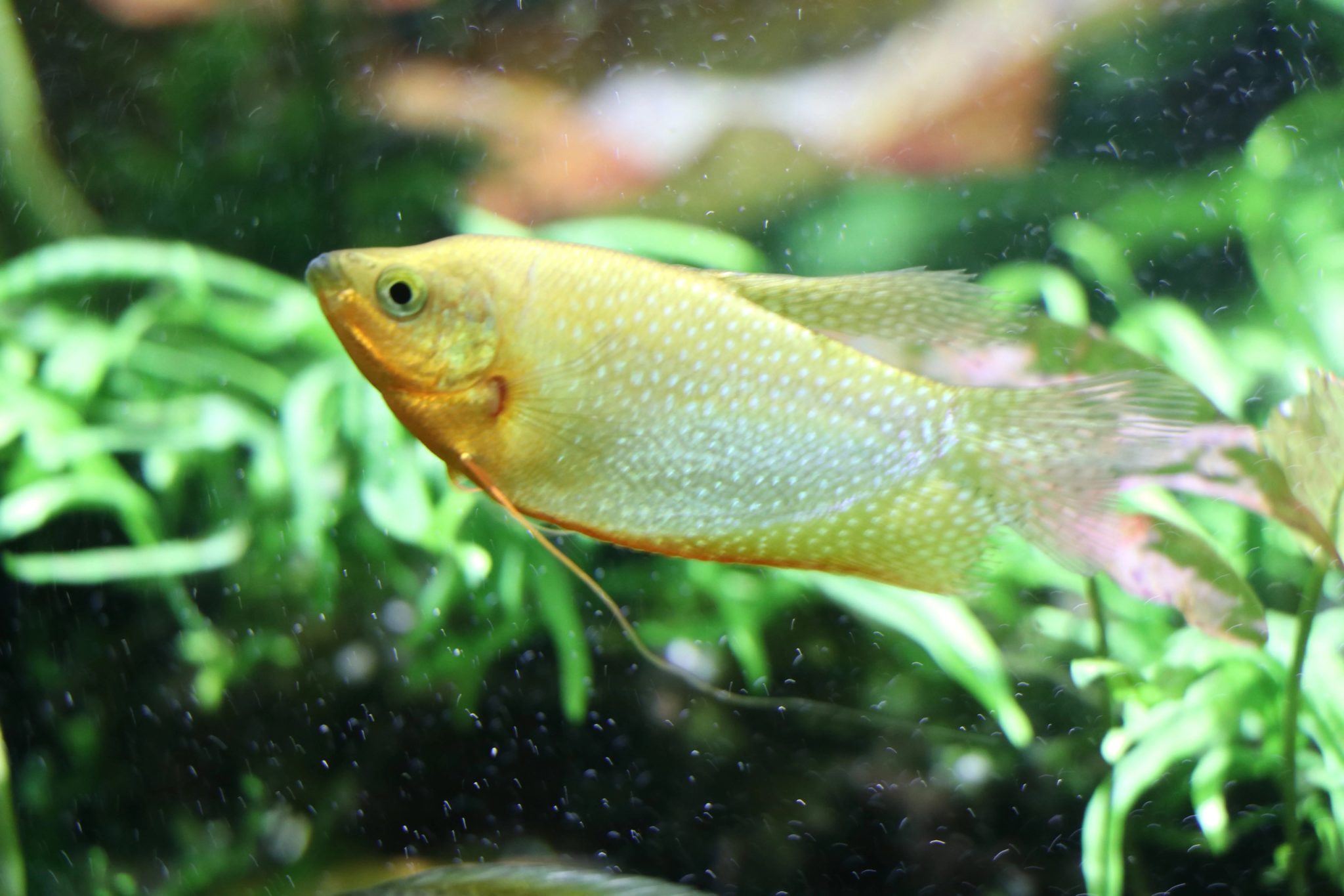 Pearl Gourami: Care Guide, Breeding, Tank Size, & Diseases