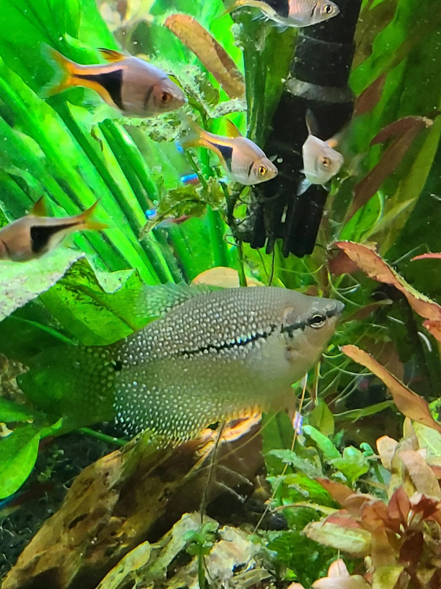 Pearl Gourami: Care Guide, Breeding, Tank Size, & Diseases