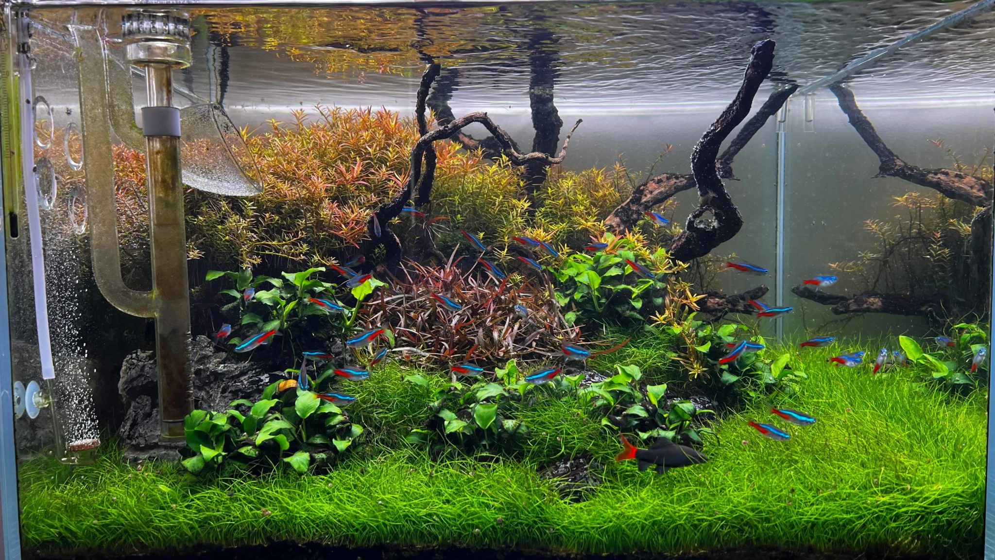 Proserpinaca Palustris Care Guide - Carpet, Floating, Propagation - The ...