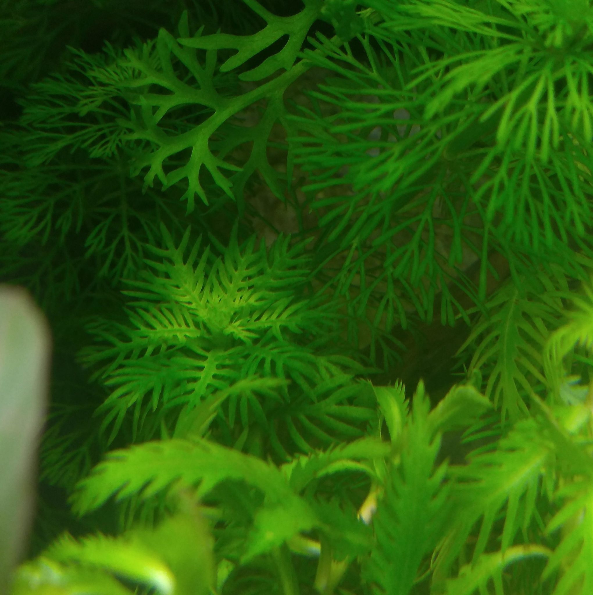 Proserpinaca Palustris Care Guide - Carpet, Floating, Propagation - The ...