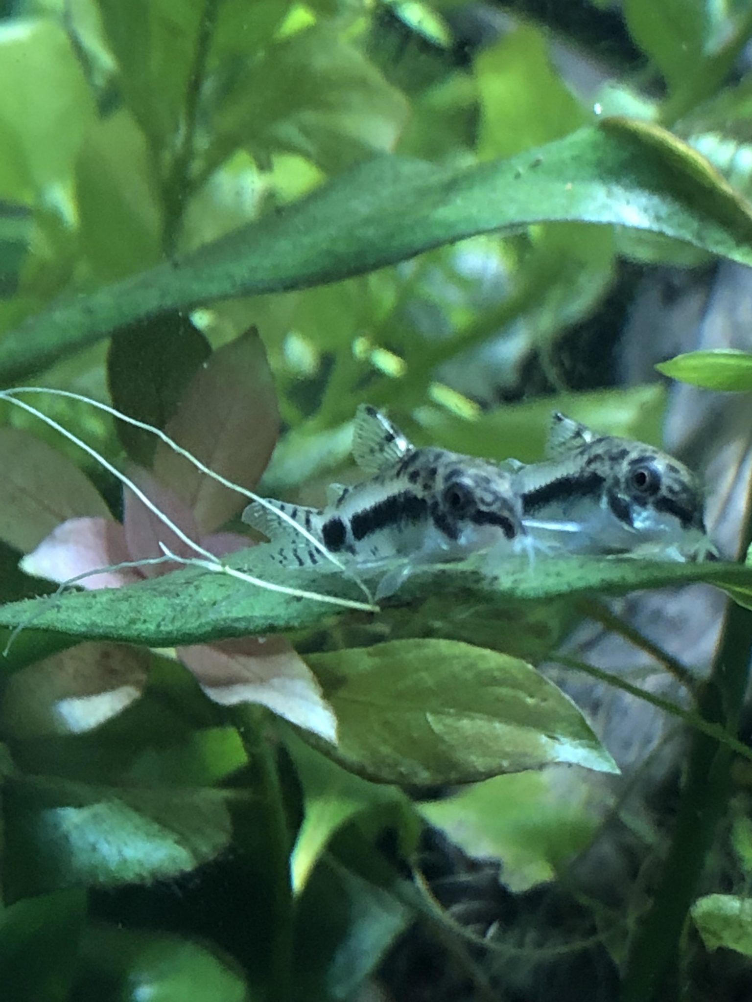 Nano Fish: The 5 Best for Small Aquariums - The Aquarium Guide