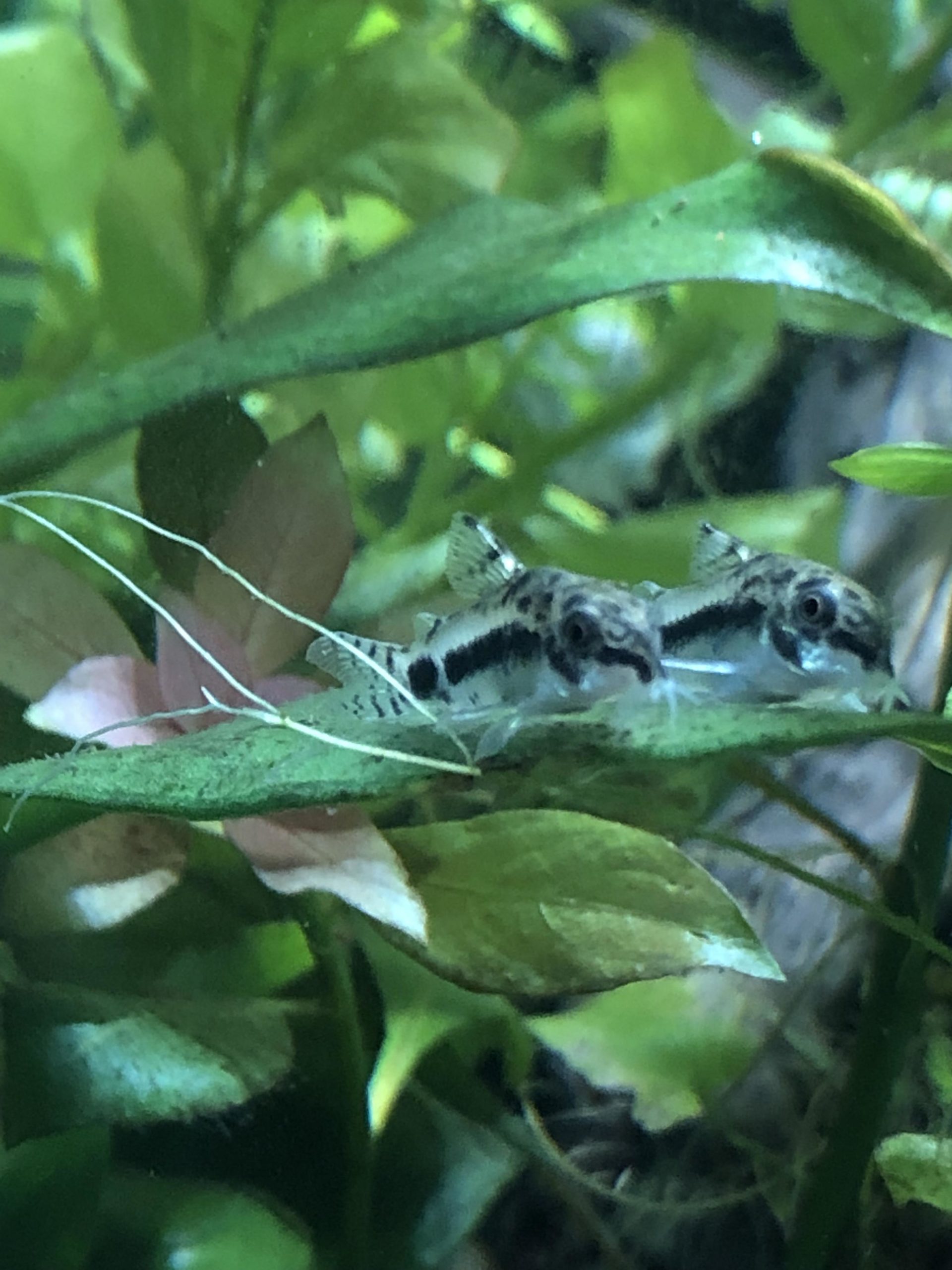 Nano Fish: The 5 Best for Small Aquariums - The Aquarium Guide