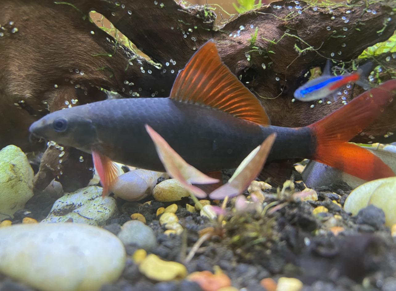 Rainbow Shark Care Guide: Tank Setup, Diet, Breeding, And More - The ...