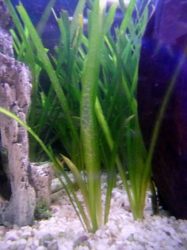 12 Best Coldwater Aquarium Plants