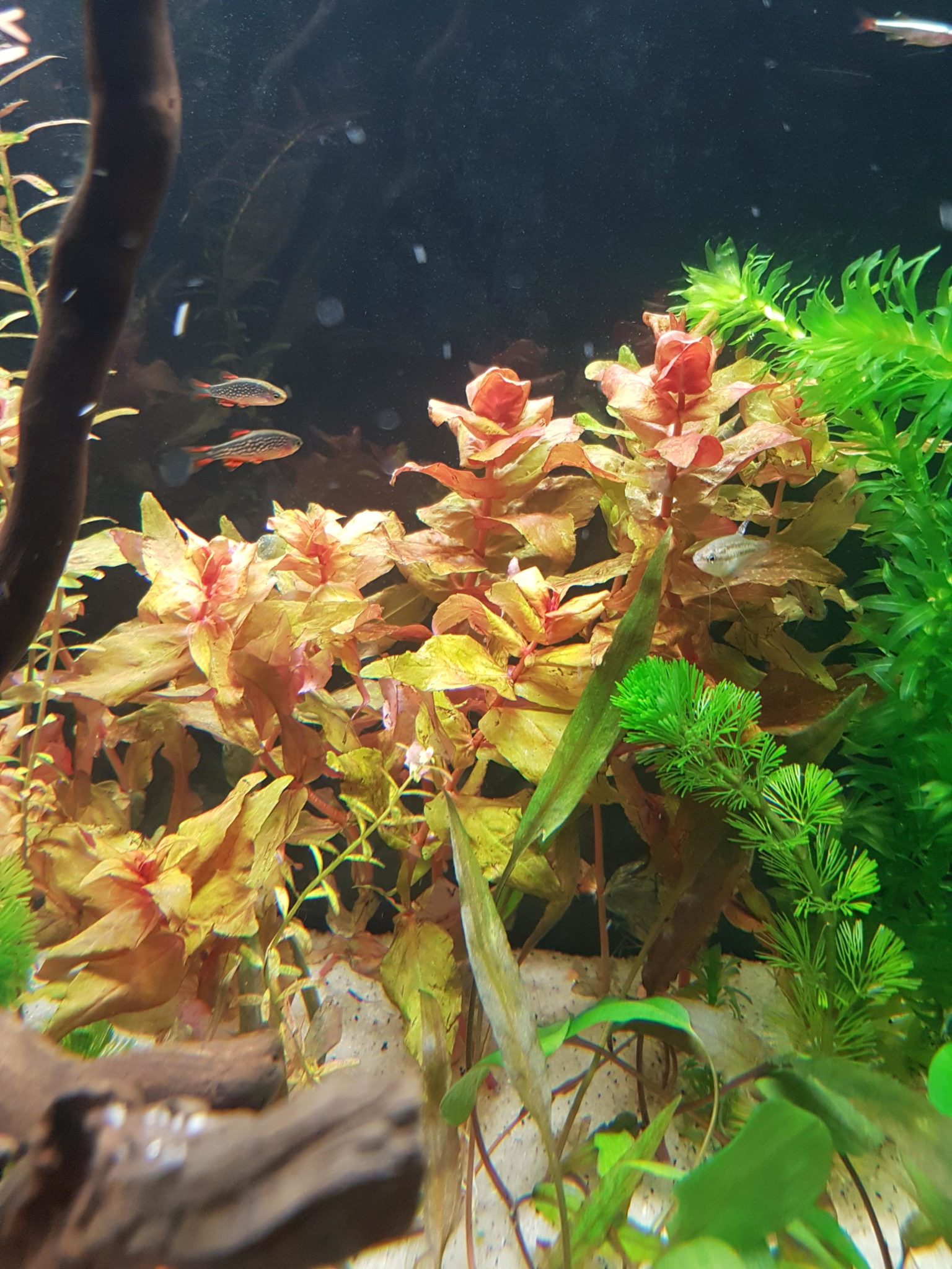 Rotala Macrandra Aquarium Plant Care Guide & Appearance