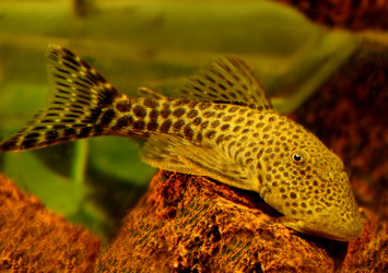 Hypostomus Plecostomus: Care Guide, Breeding & Tank Size
