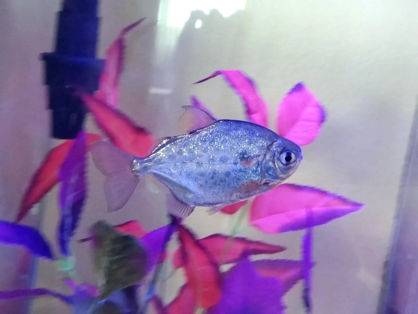 Silver Dollar Care Guide, Breeding, Tank Size, & Diseases [2022]