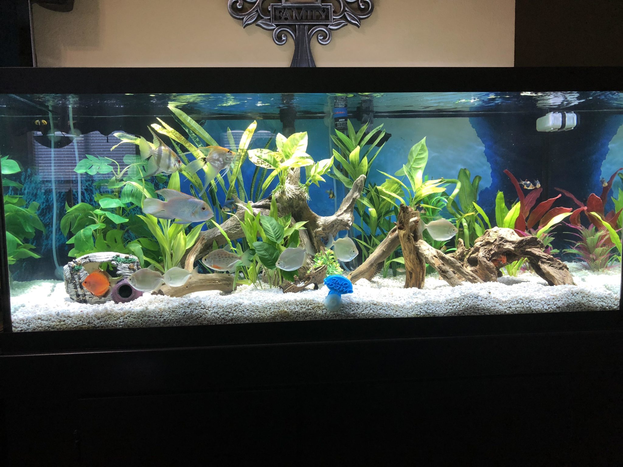 Silver Dollar Care Guide, Breeding, Tank Size, & Diseases [2022]