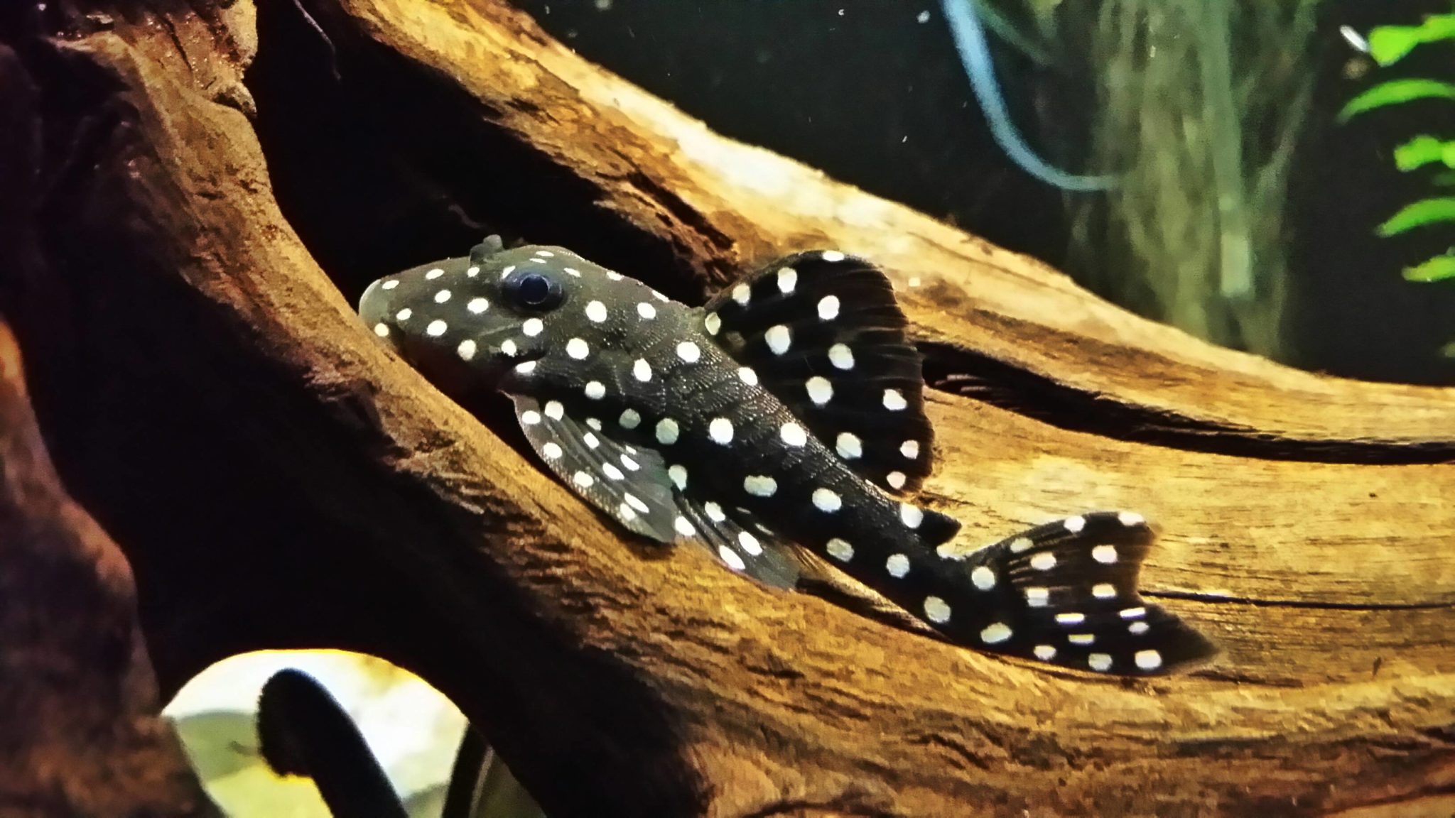 Hypostomus Plecostomus: Care Guide, Breeding & Tank Size