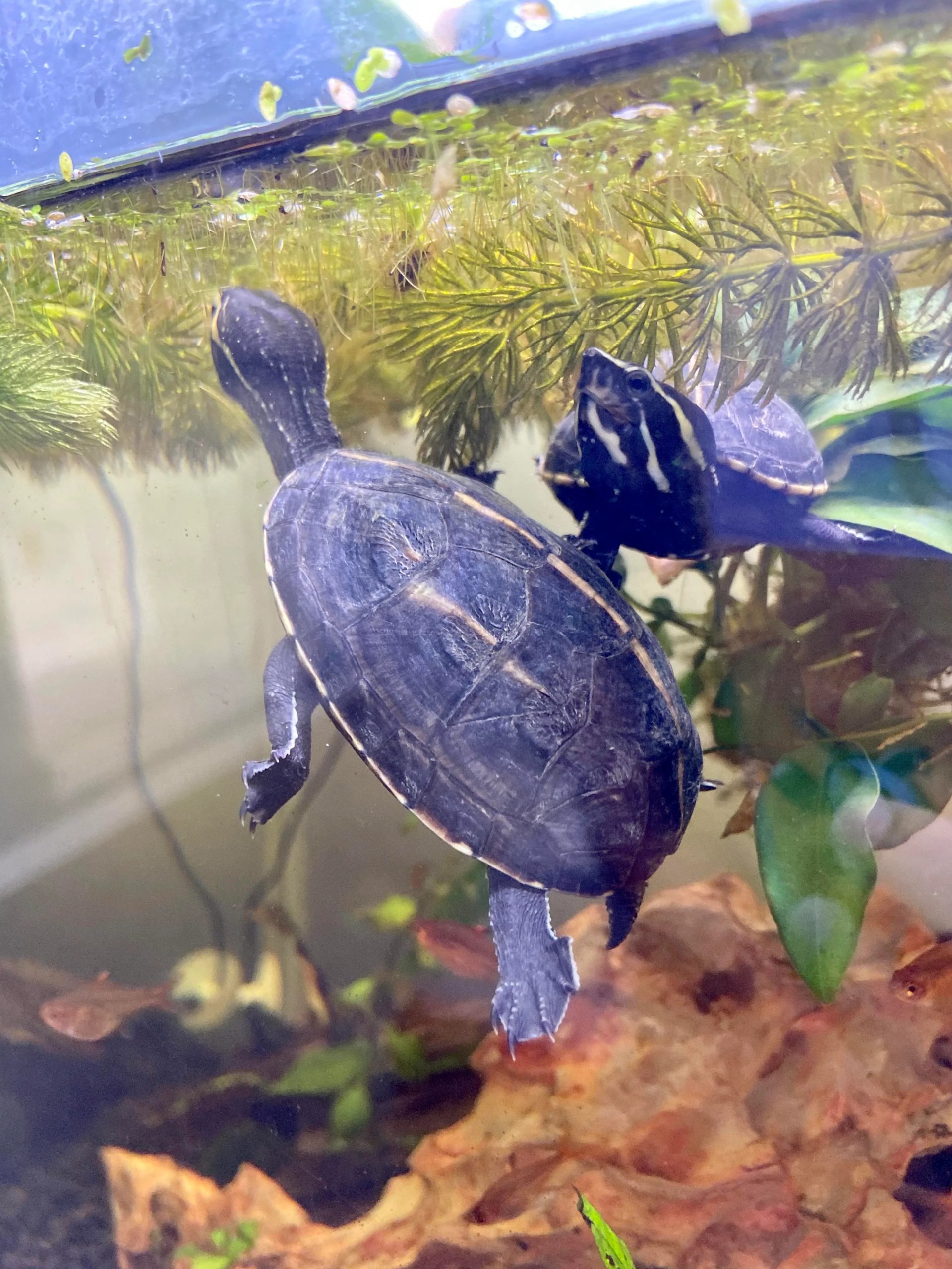 Mud Turtle Care 101: Complete Guide to Tank Size, Breeding, and Disease ...
