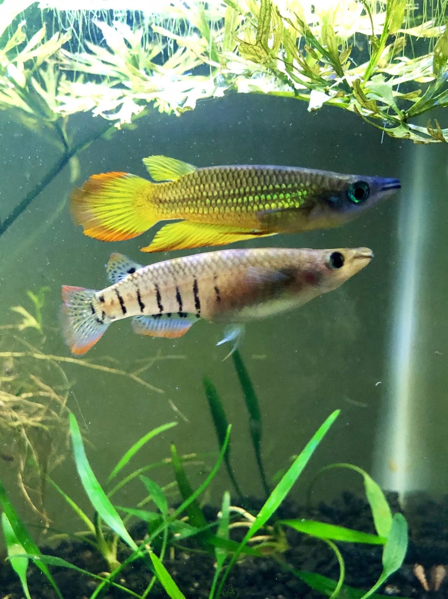 Killifish 101: Care Guide, Breeding, Tank Size, and Disease