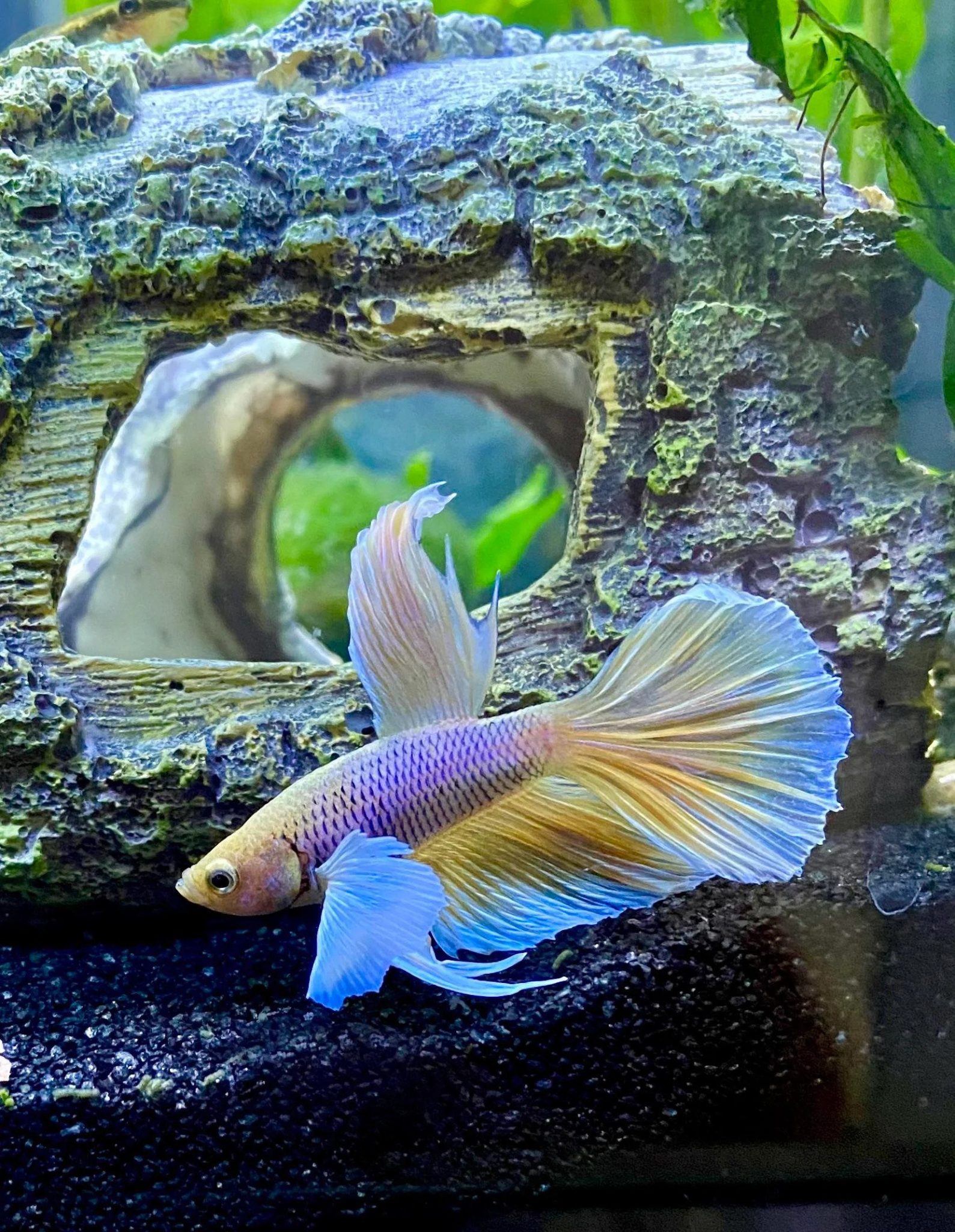 Elephant Ear Betta Care Guide: Diet, Diseases, Tank Set-up and More ...