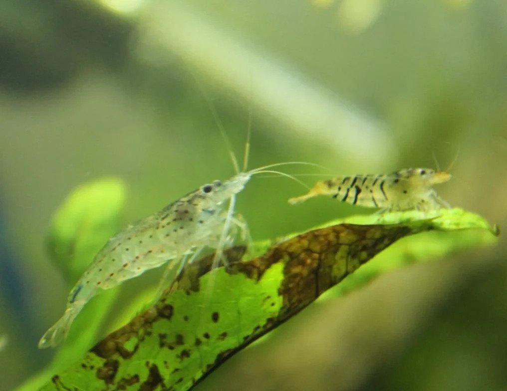 Tiger Shrimp : Complete Guide to Care, Breeding, Tank Size and Disease ...