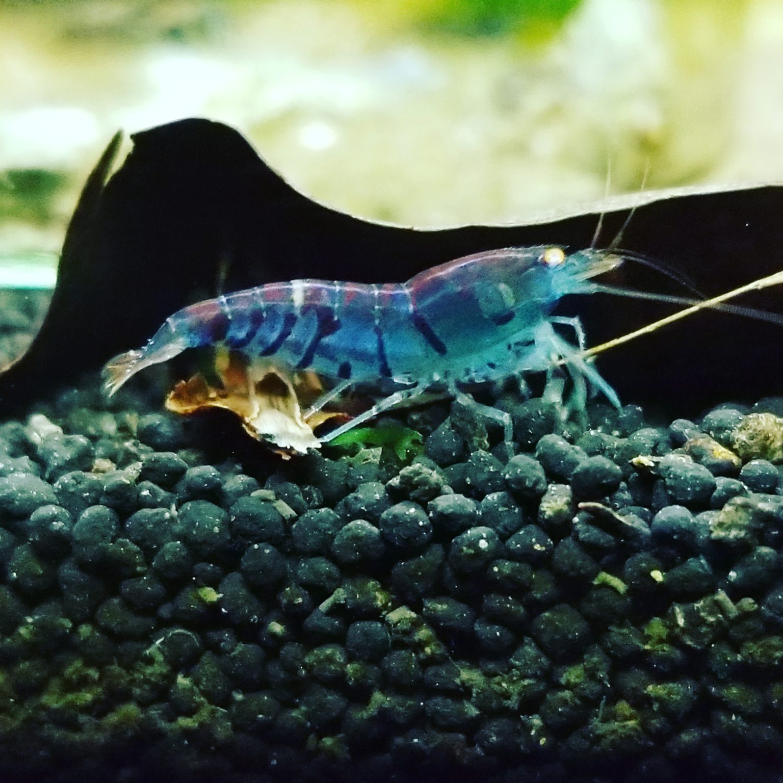 Tiger Shrimp : Complete Guide to Care, Breeding, Tank Size and Disease ...