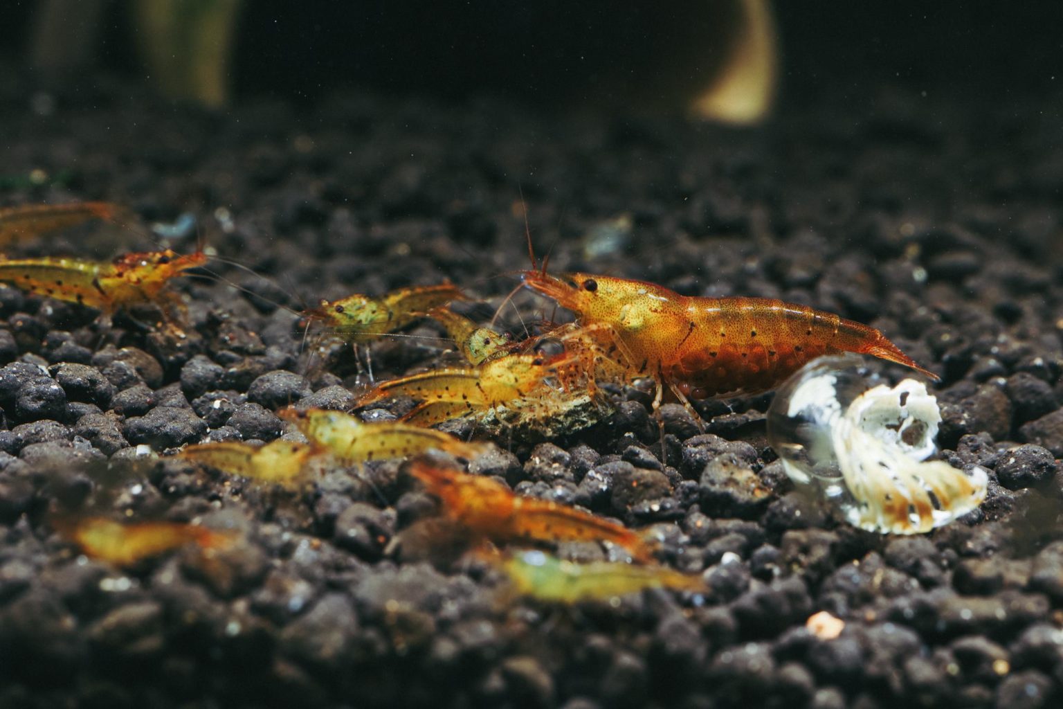 Tiger Shrimp : Complete Guide to Care, Breeding, Tank Size and Disease ...