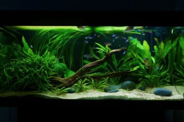 Vallisneria aquarium plant - The Aquarium Guide