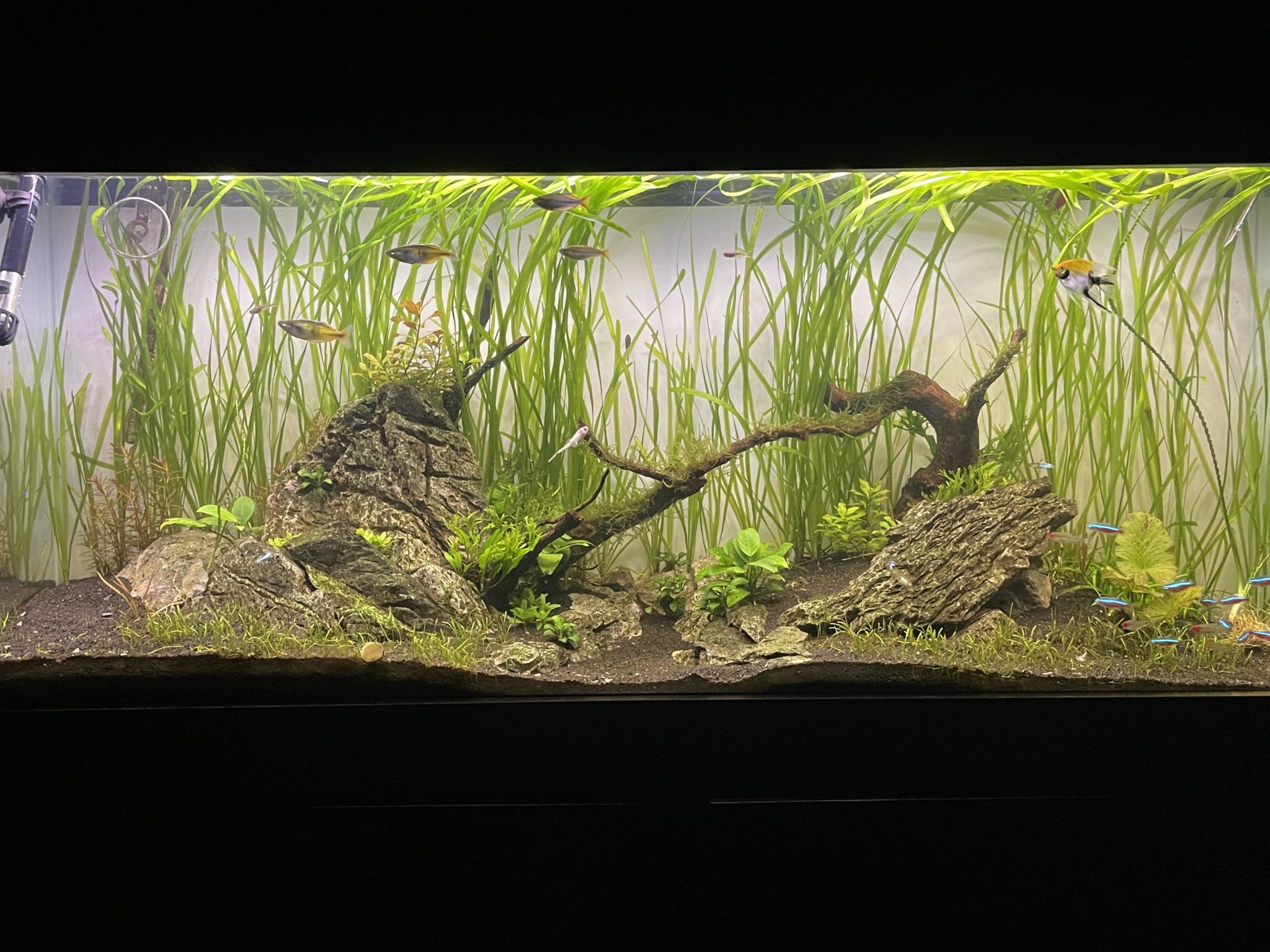 Vallisneria aquarium plant - The Aquarium Guide