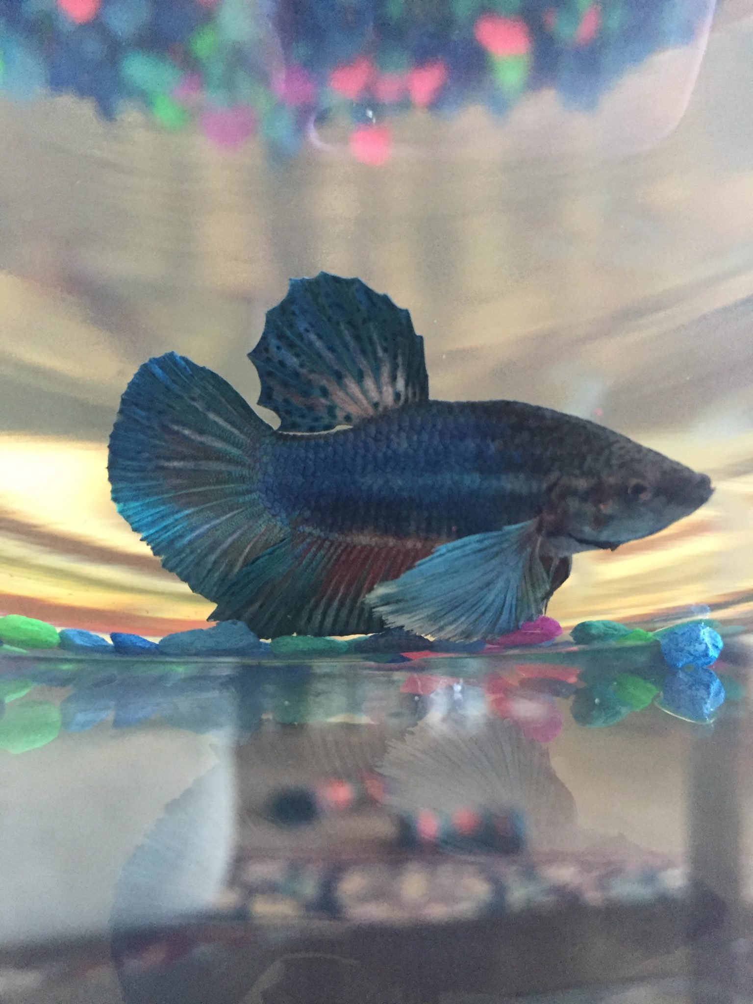 Elephant Ear Betta Care Guide: Diet, Diseases, Tank Set-up and More ...