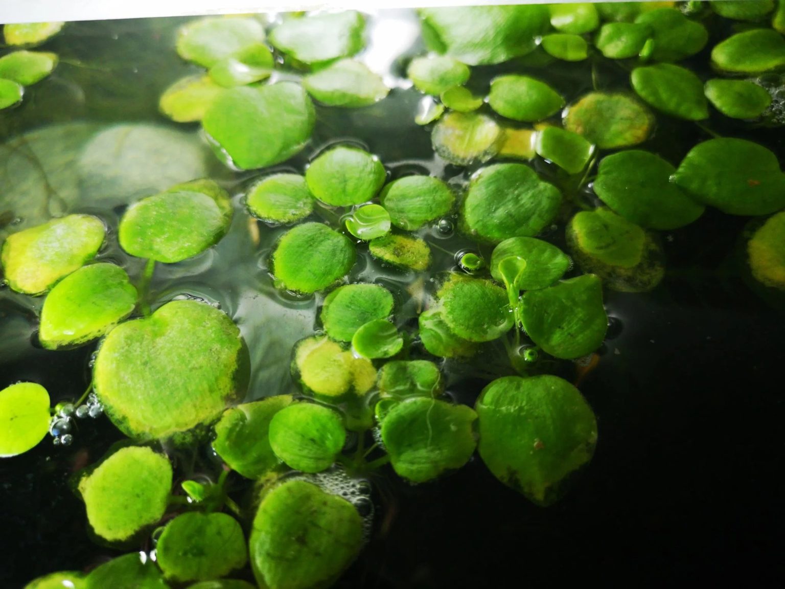 Amazon Frogbit Aquarium Plant Care Guide - Carpet, Floating ...