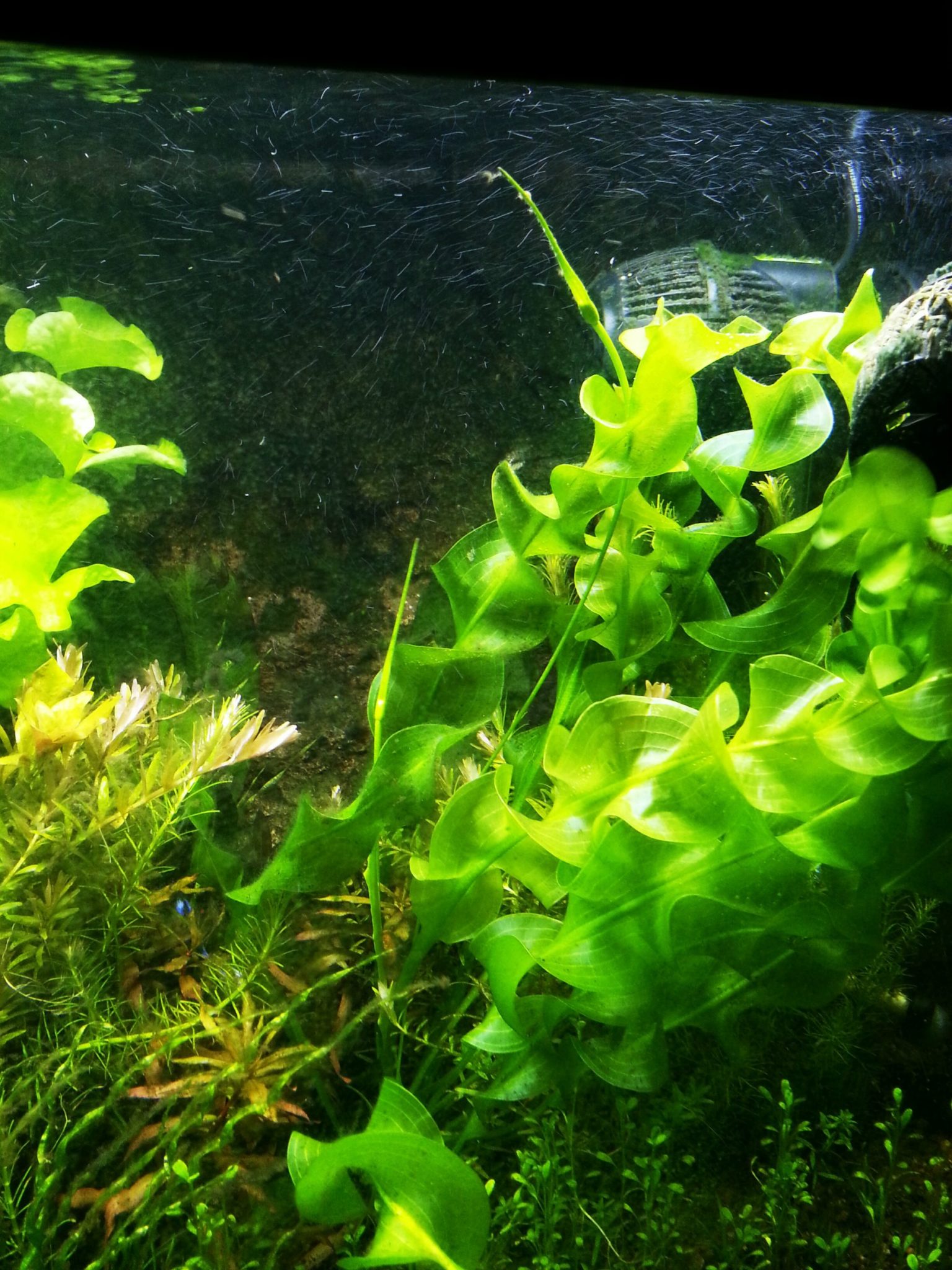 Aponogeton Ulvaceus Plant Care Guide: Carpet, Floating, Propagation ...