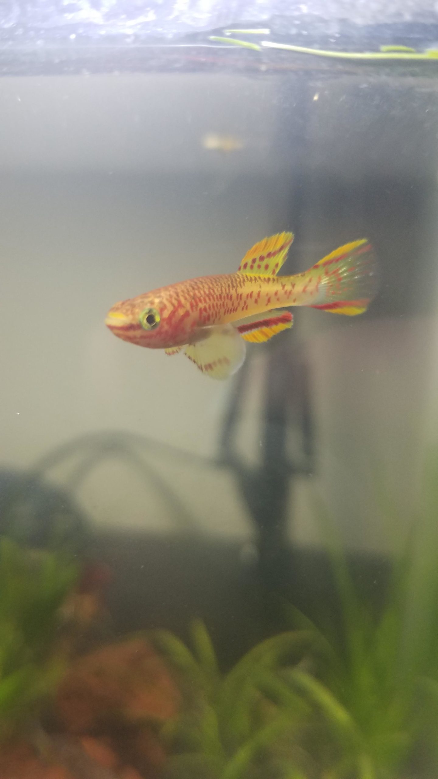 Killifish 101: Care Guide, Breeding, Tank Size, and Disease
