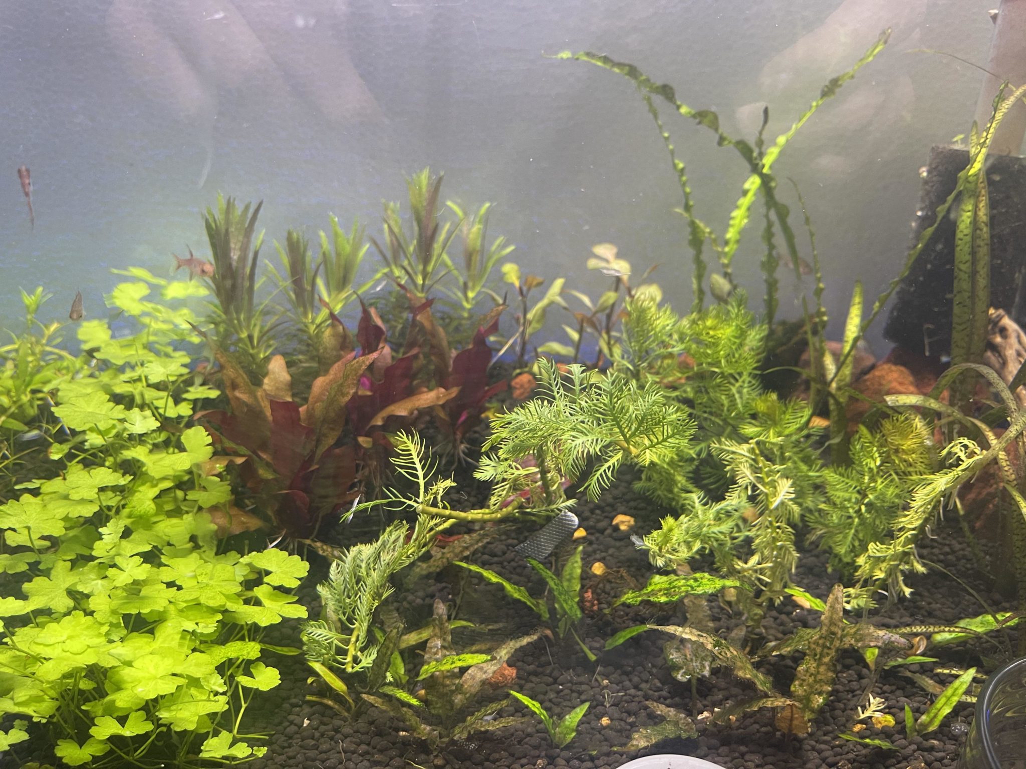 Proserpinaca Palustris Care Guide - Carpet, Floating, Propagation - The ...