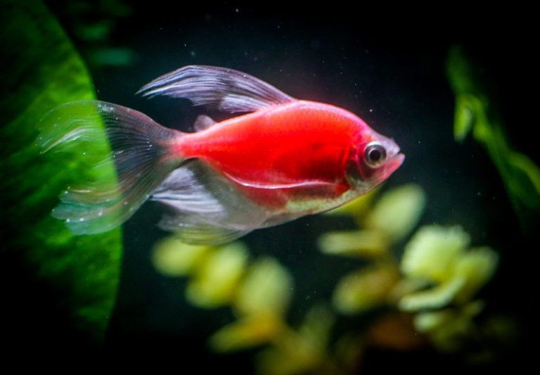 How to Breed Glofish Tetras? Is It Legal? - The Aquarium Guide