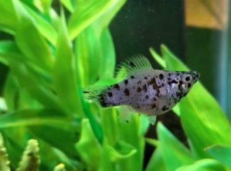 Cotton Wool Disease in Betta Fish: Causes, Sign, and Treatment