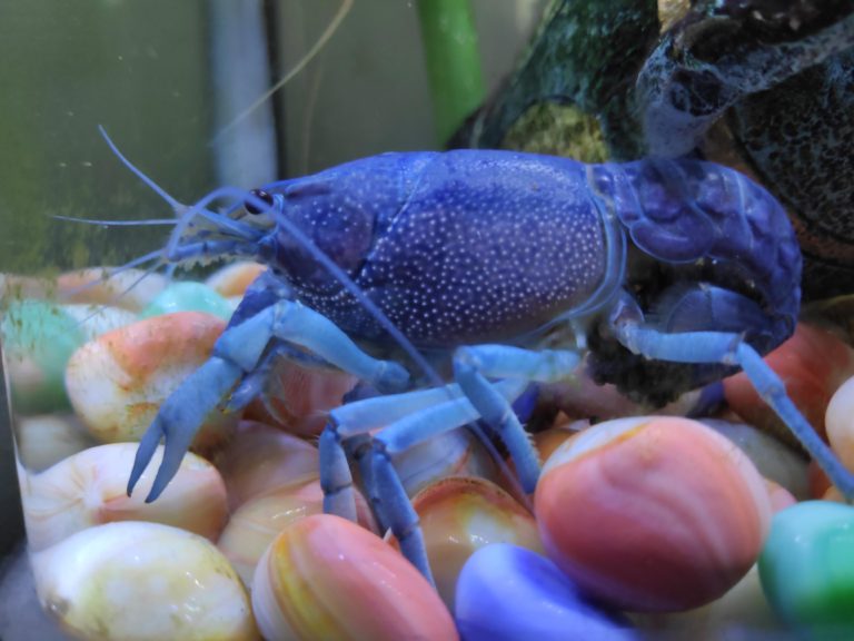How Much Is A Blue Crayfish? - The Aquarium Guide