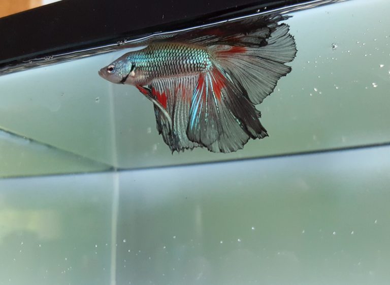 How Long Can a Fish Live with Swim Bladder Disease [2024 ]