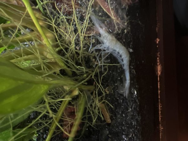 Shrimp - The Aquarium Guide