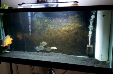 5 Best Aquarium Filter Floss and Why You Need It? - The Aquarium Guide