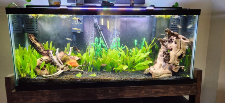 Madagascar Rainbow Fish: Complete Guide to Care, & Tank Size