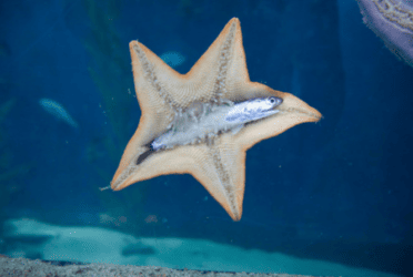 What do Starfish eat? - The Aquarium Guide