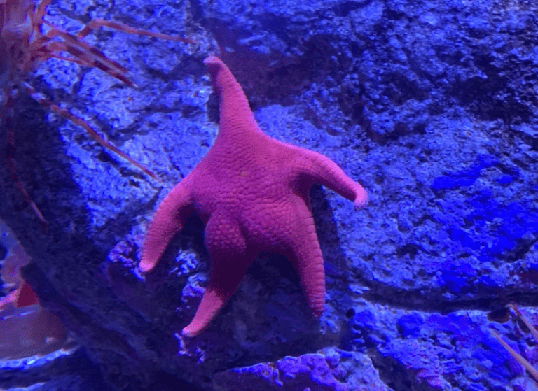 What do Starfish eat? - The Aquarium Guide