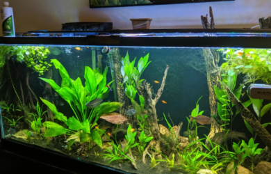 How to Change the Water in a Fish Tank - The Easy Way