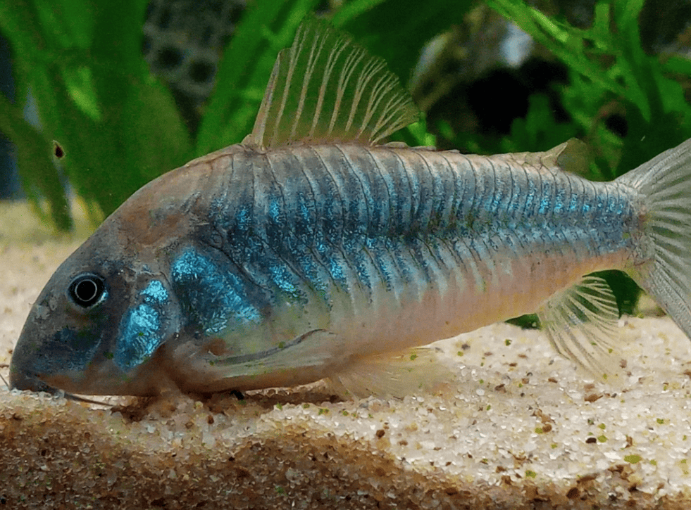 10 Types of Aquarium Catfish with Care Guides